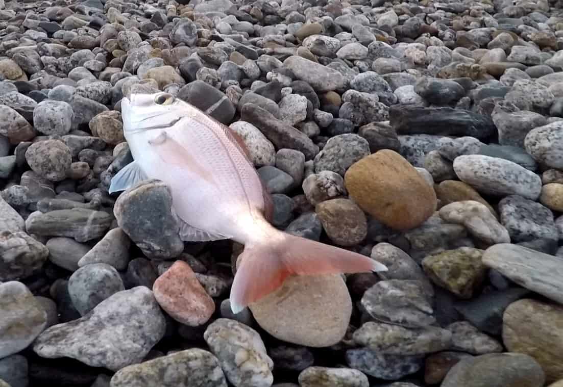 Feeder in mare ai pagri