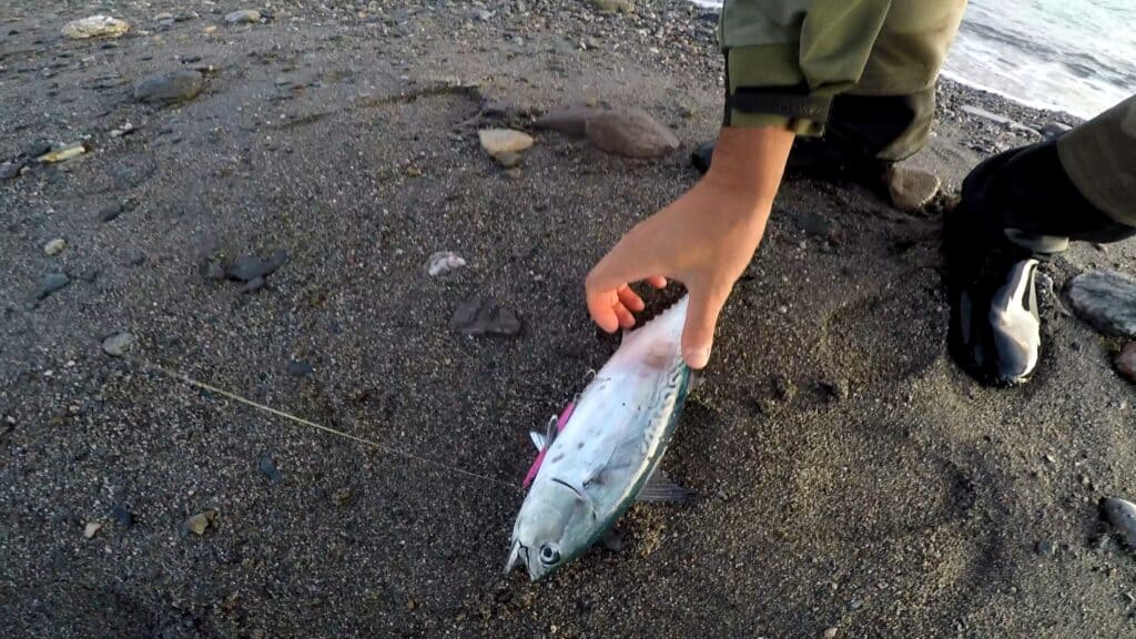 Spinning ricciola ed alletterati pesca dalla spiaggia
